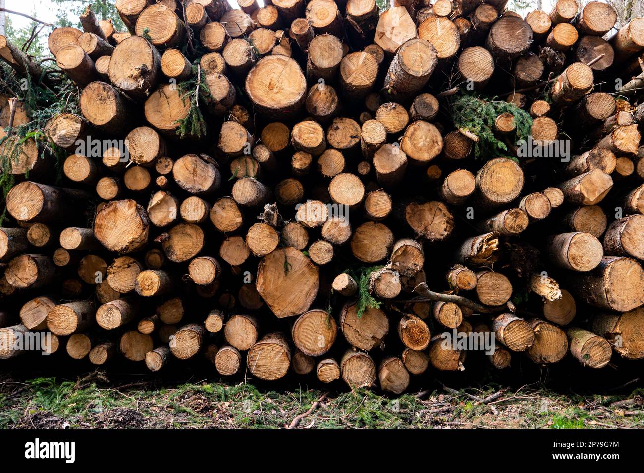 Stacked pile of tree trunks in a forest logging operation daytime Stock ...