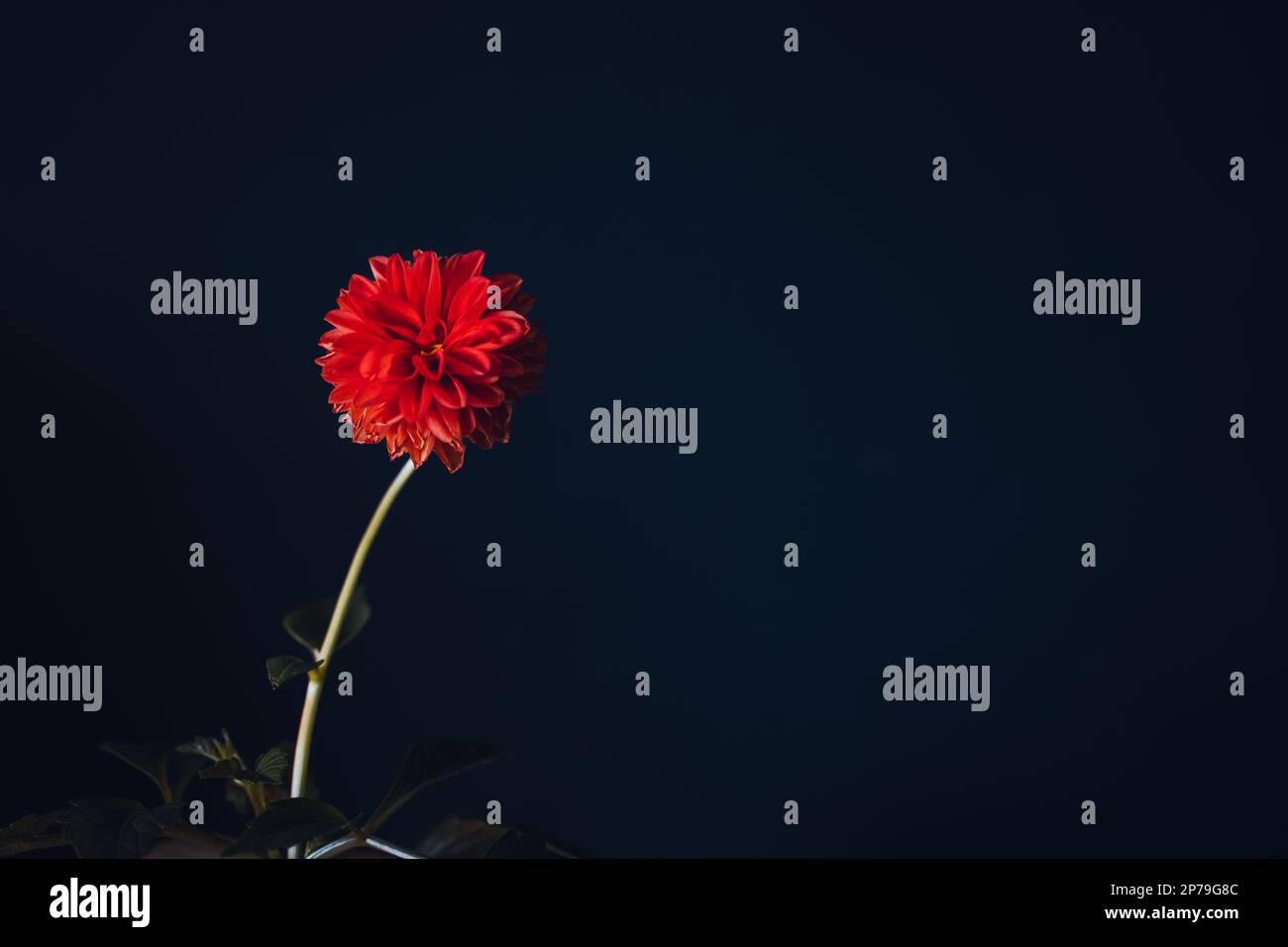 Single flower and a dark background Stock Photo - Alamy