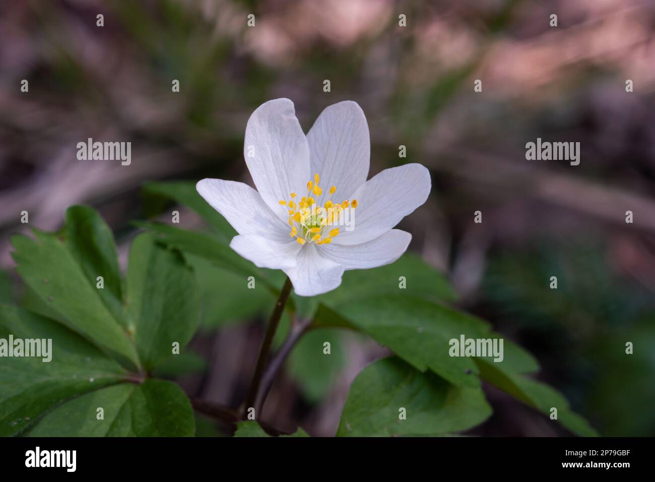 Beautiful green small forest plain hi-res stock photography and images ...