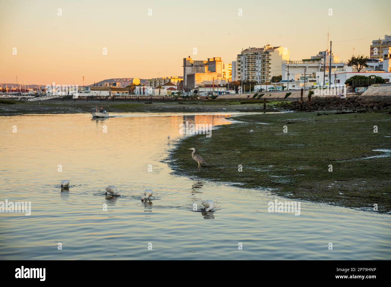 Birds in waters of Ria Formosa with city of Faro as a background ...