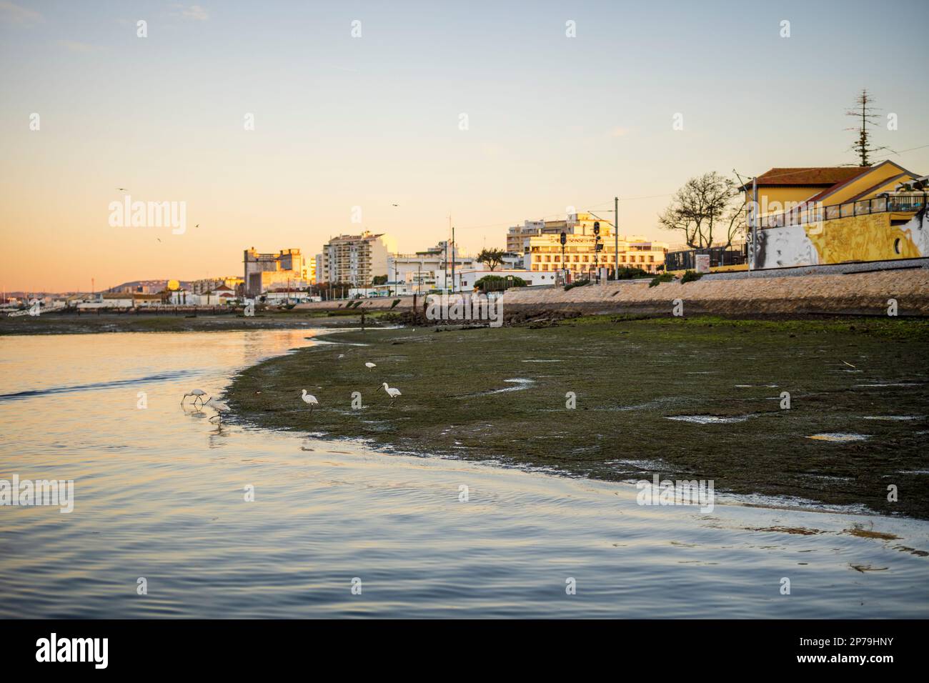 Birds in waters of Ria Formosa with city of Faro as a background ...