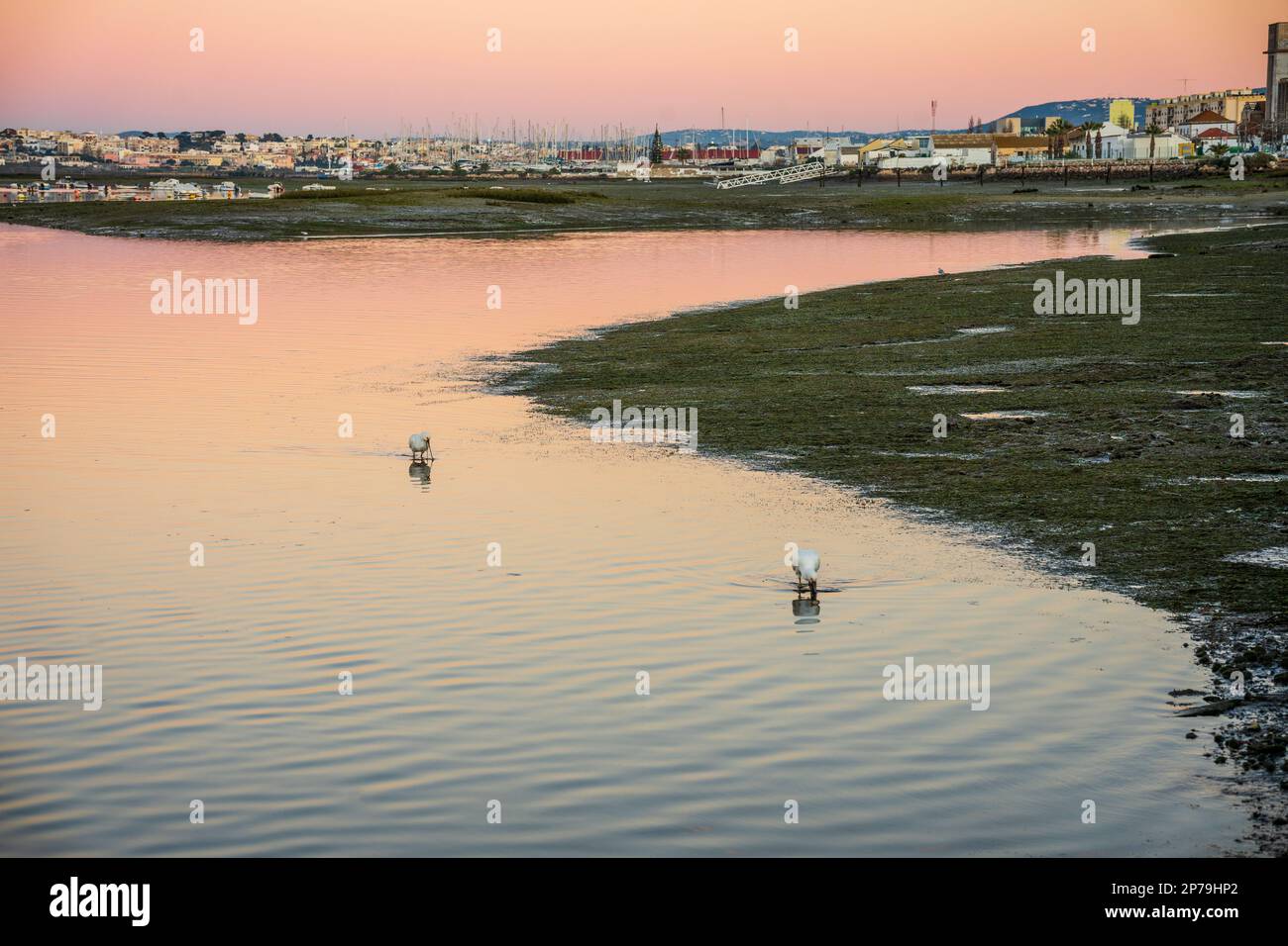 Birds in waters of Ria Formosa with city of Faro as a background ...