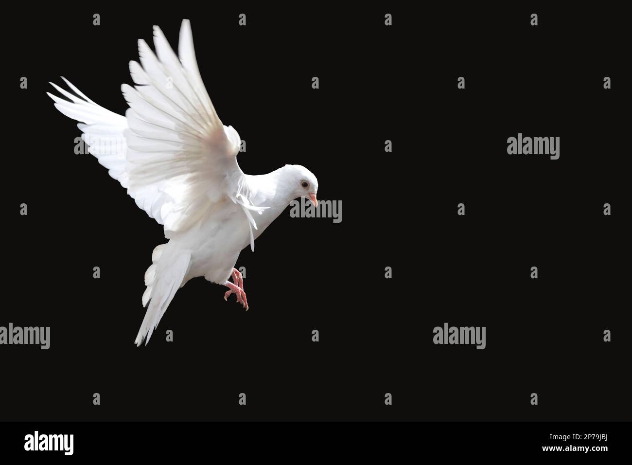 white dove spreading its wings flies, isolated on black Stock Photo - Alamy