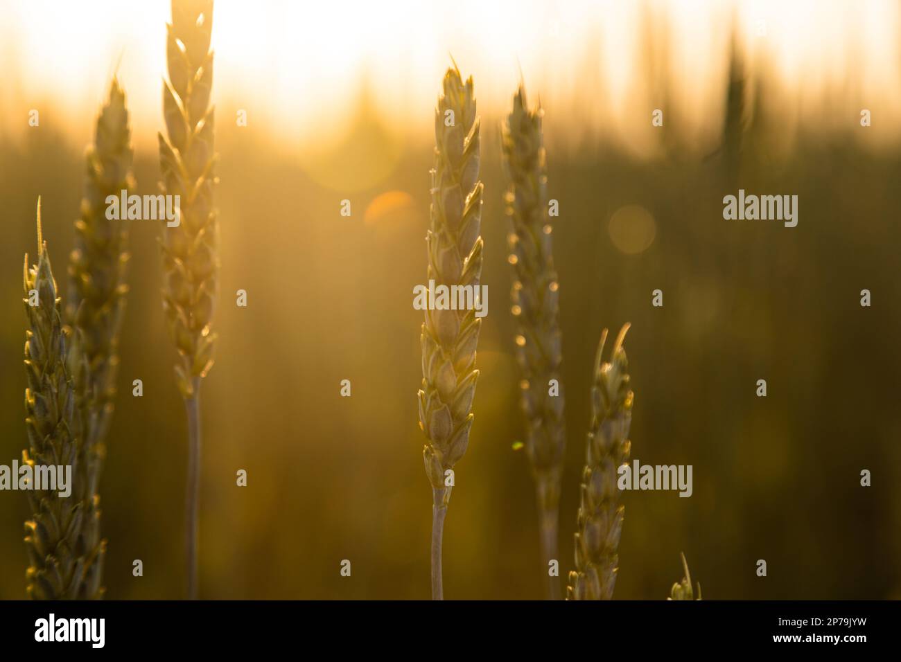 The concept of the world food crisis. Silhouettes of ears of wheat at ...