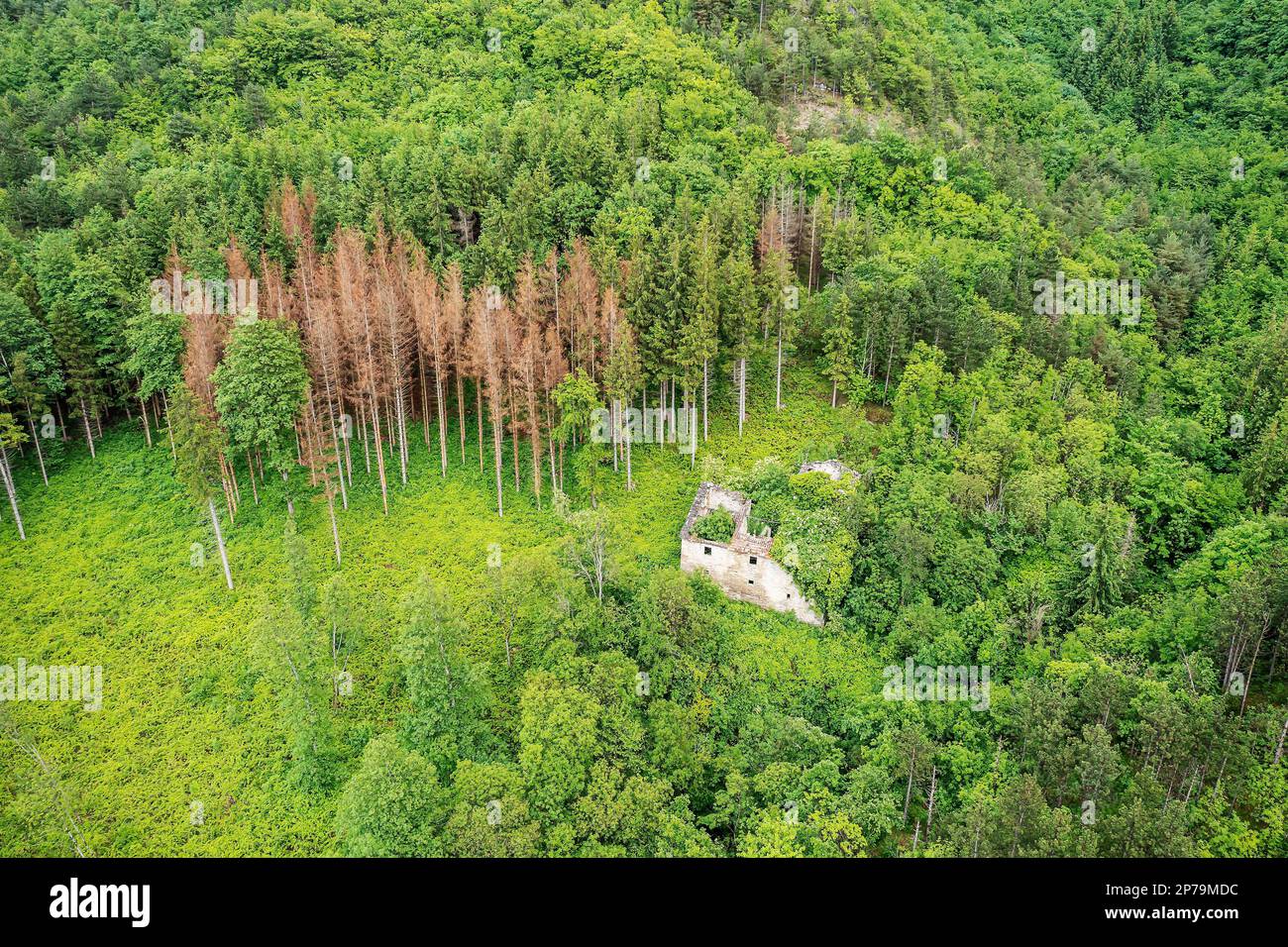 Forest area with dying conifers, forest dieback in the national park ...