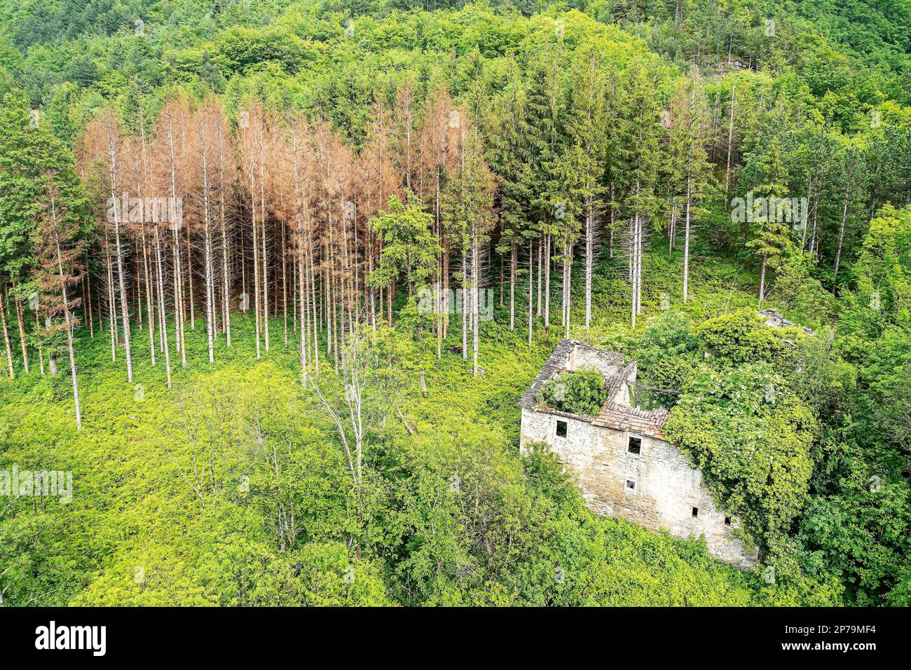 Forest area with dying conifers, forest dieback in the national park ...