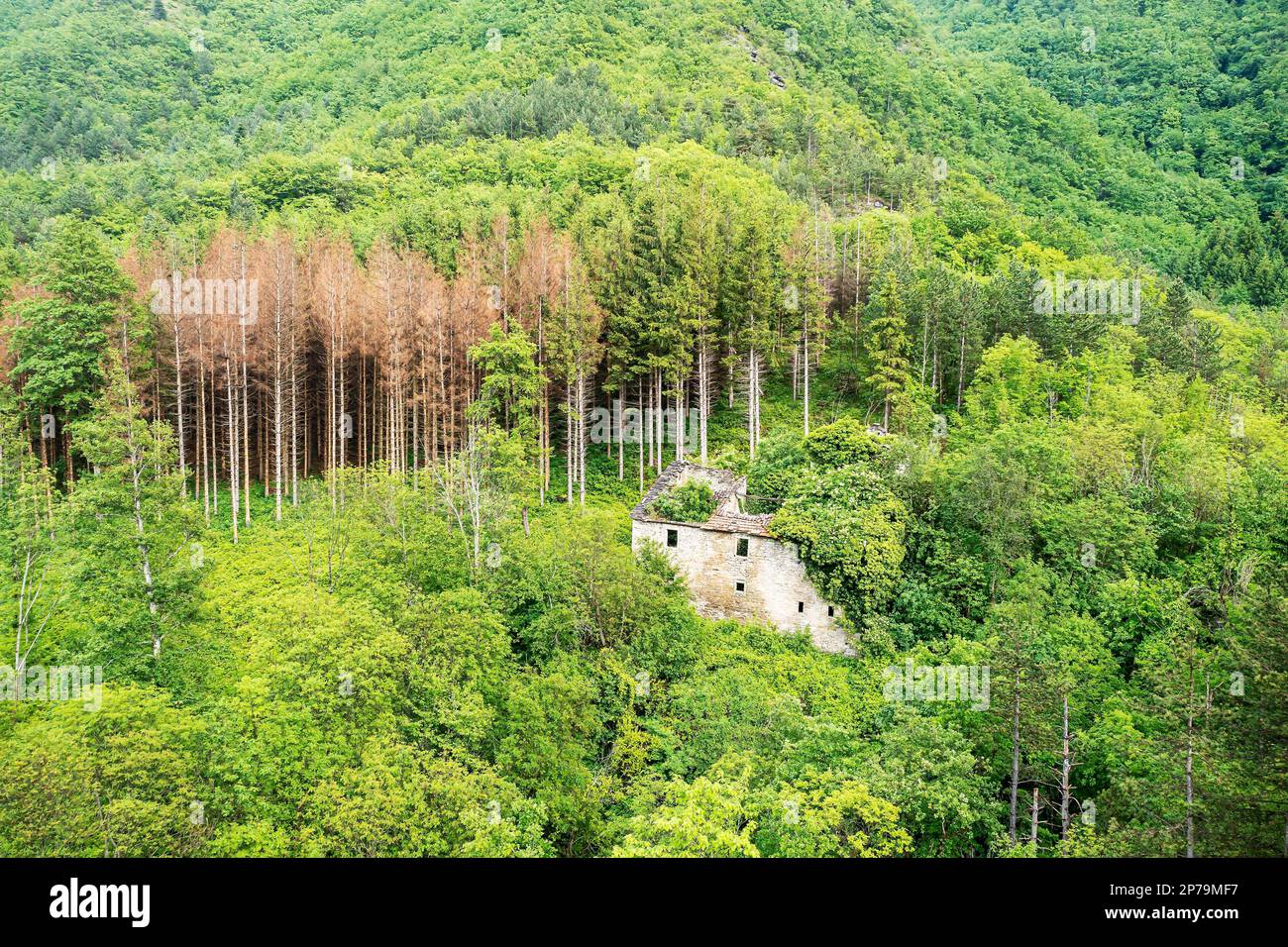 Forest area with dying conifers, forest dieback in the national park ...