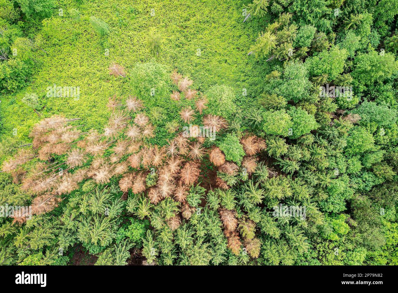 Forest area with dying conifers, forest dieback in the national park ...