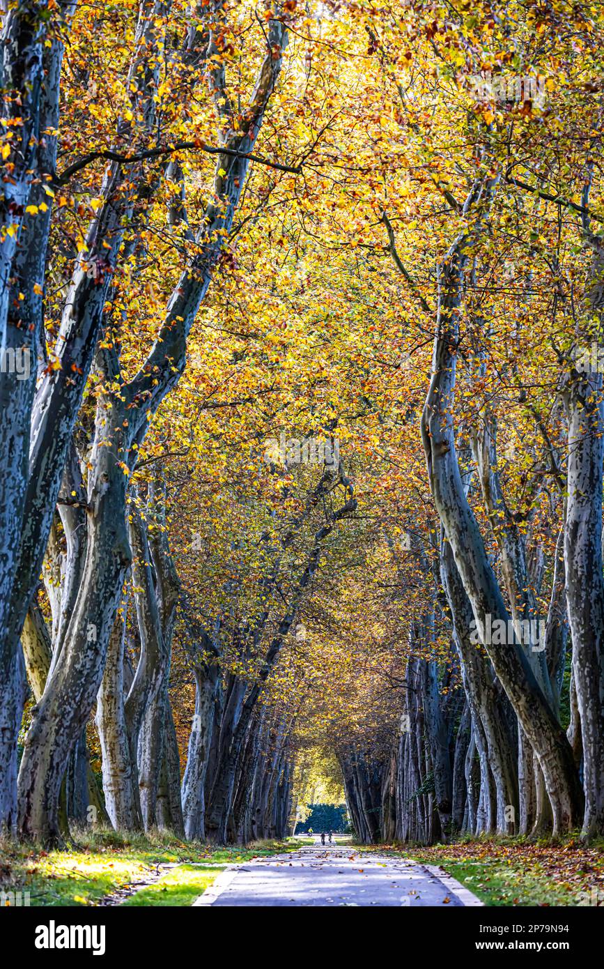Autumn in the Lower Palace Garden, plane tree avenue with trees in ...