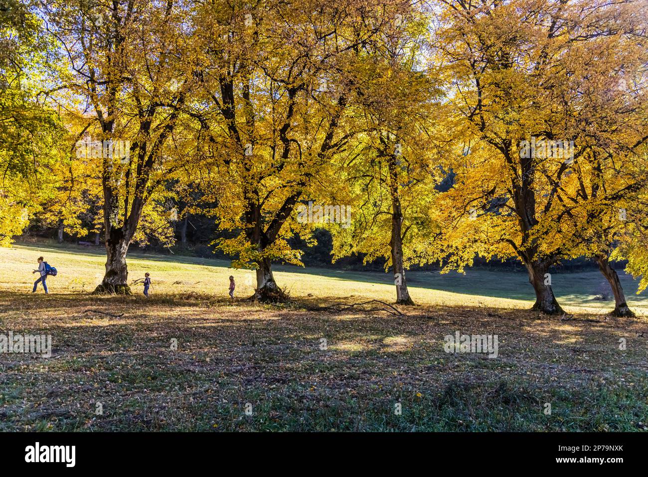 Avenue of lime trees at the foot of the Teckberg with hikers, Swabian ...