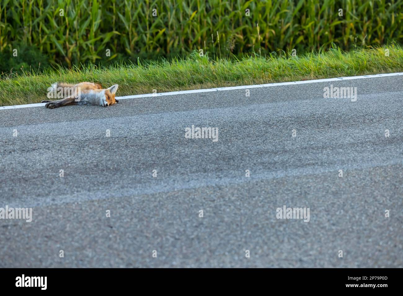 Dead fox, red fox (Canidae), at the roadside, run over in traffic ...