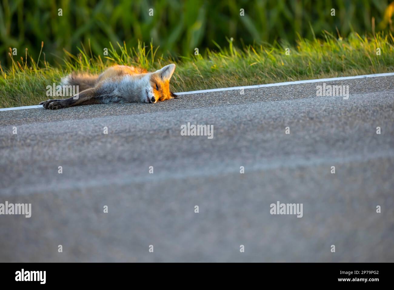 Dead fox, red fox (Canidae), at the roadside, run over in traffic ...