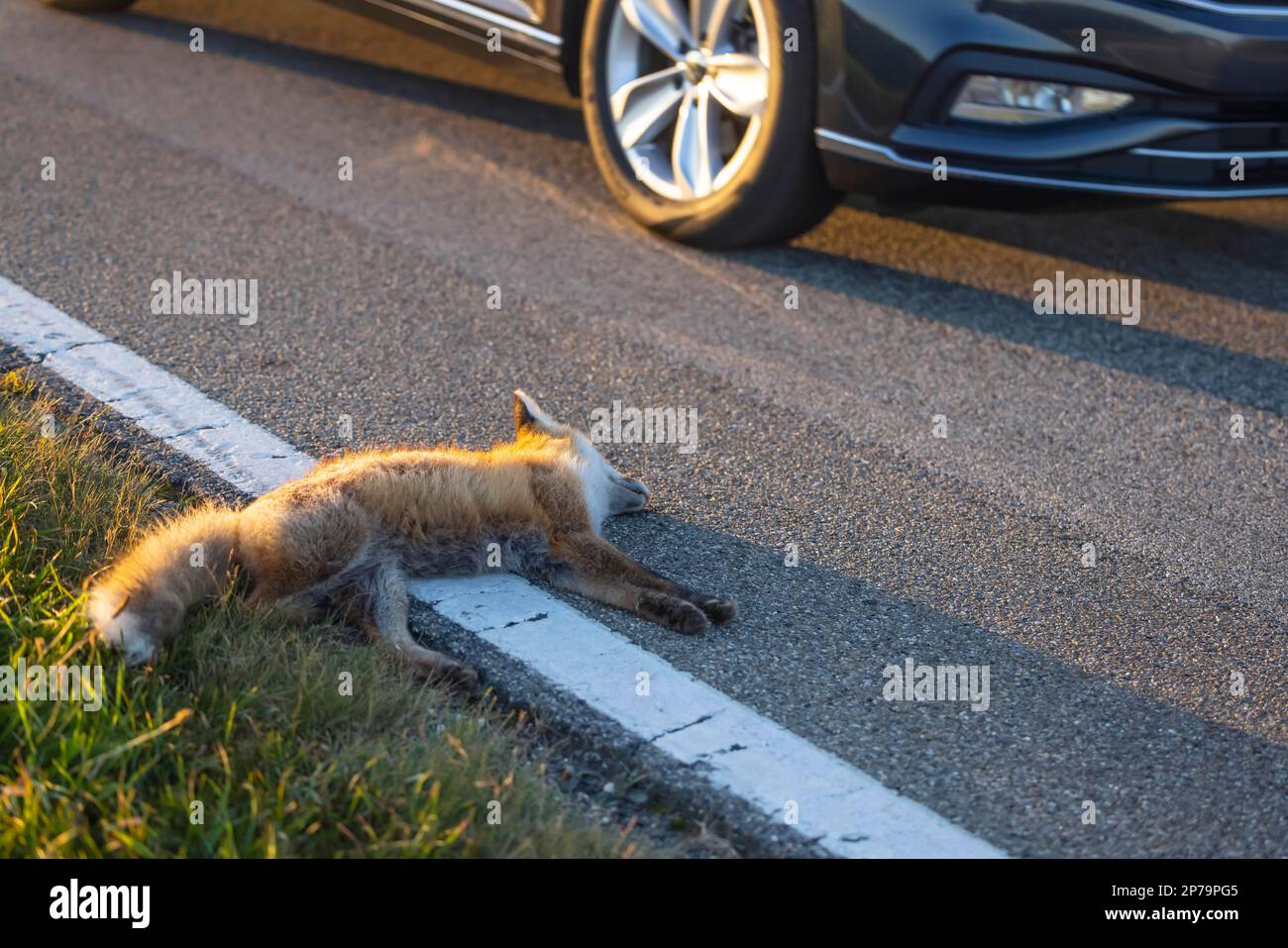 Dead fox, red fox (Canidae), at the roadside, run over in traffic ...