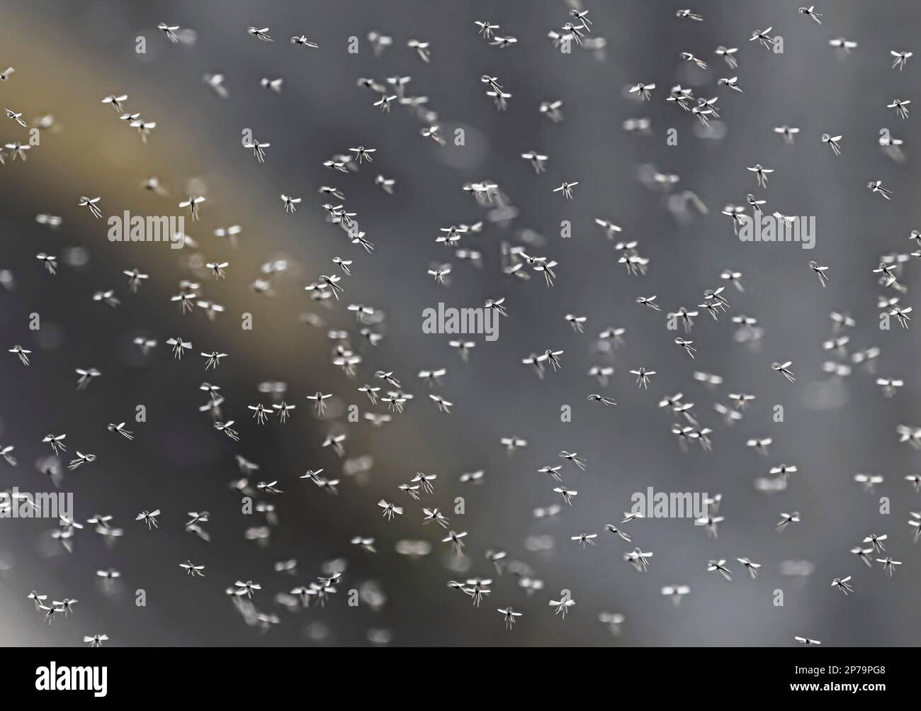 Mosquito plague, swarm of mosquitoes, Friedrichshafen, Baden ...