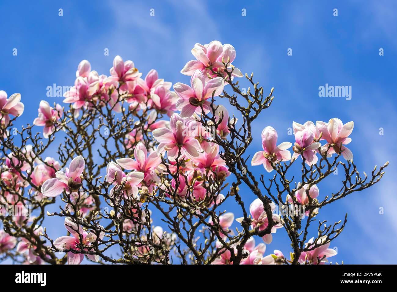 Flowering of magnolias at Wilhelma, over 70 magnolia trees are in the ...