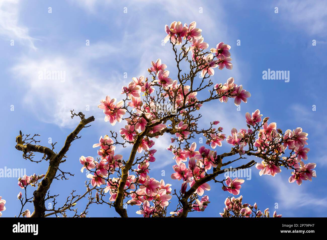 Flowering of magnolias at Wilhelma, over 70 magnolia trees are in the ...
