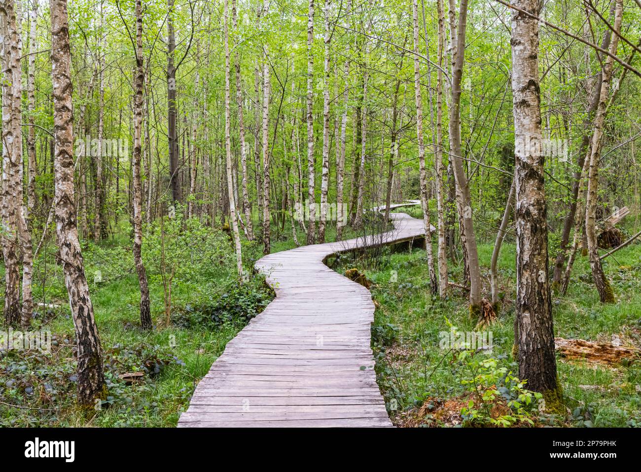 Floating path, a footbridge leads past young birch trees (Betula ...