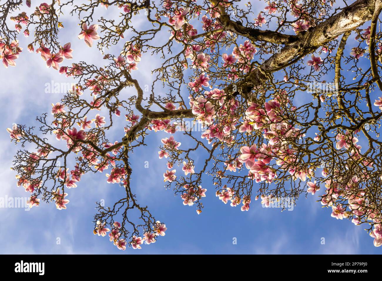 Flowering of magnolias at Wilhelma, over 70 magnolia trees are in the ...