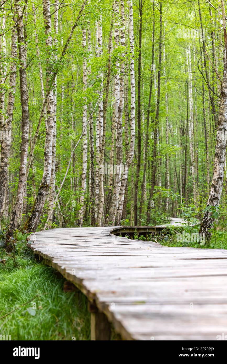Floating path, a footbridge leads past young birch trees (Betula ...