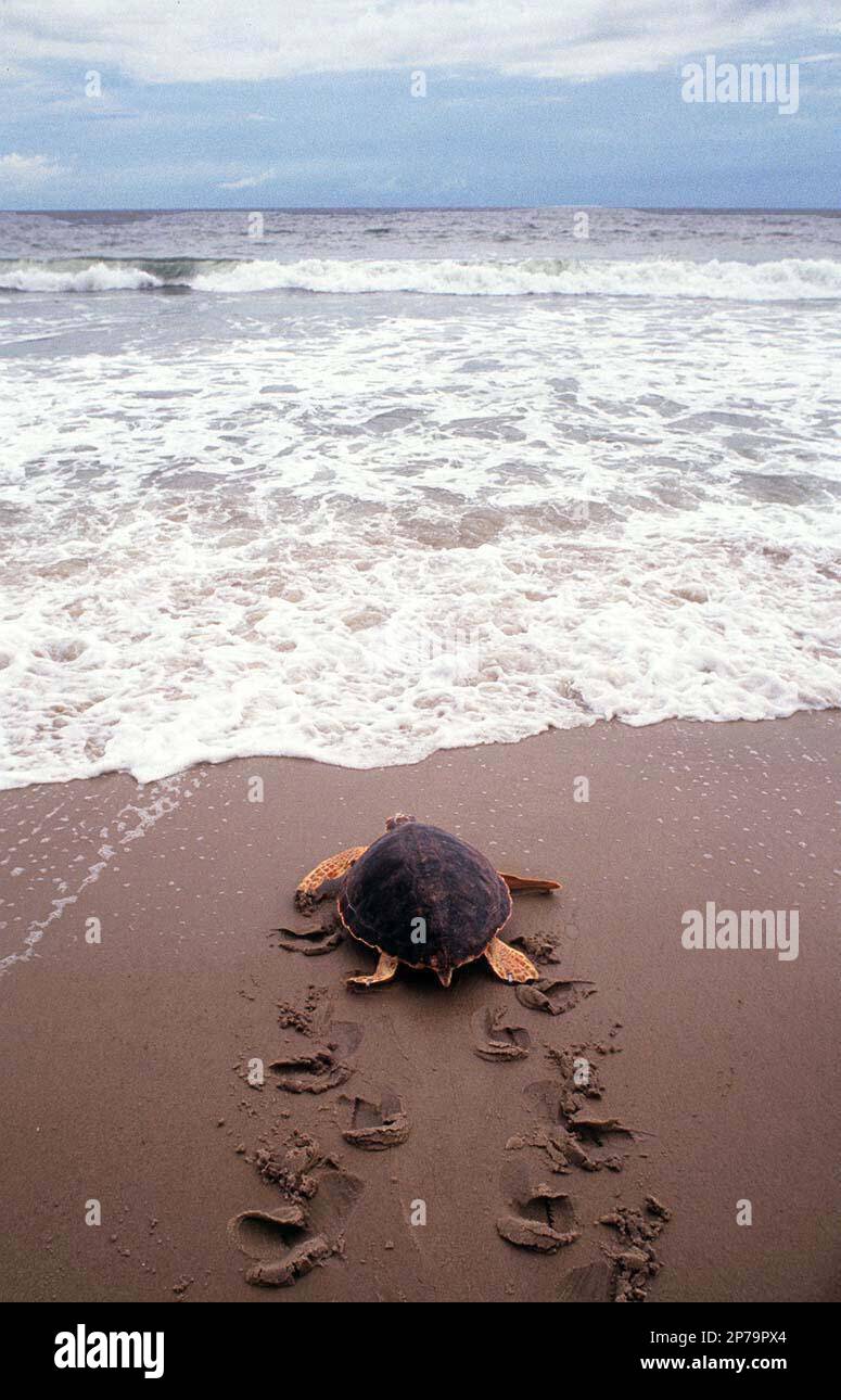Picture of a sea turtle, heading into the Atlantic Ocean (AP Photo ...