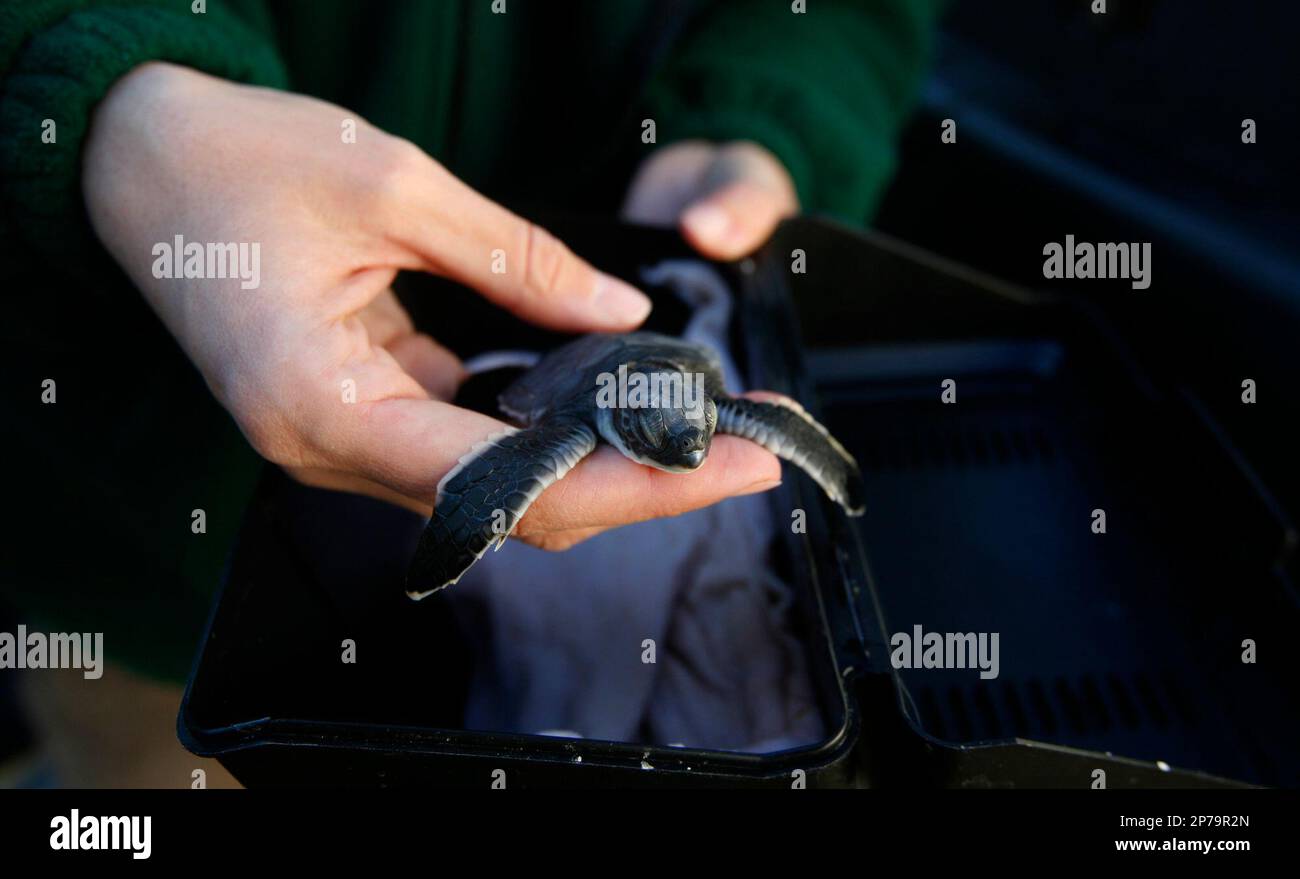 Assistant Sea Turtle Biologist Wendy Cluse displays a three-week-old ...