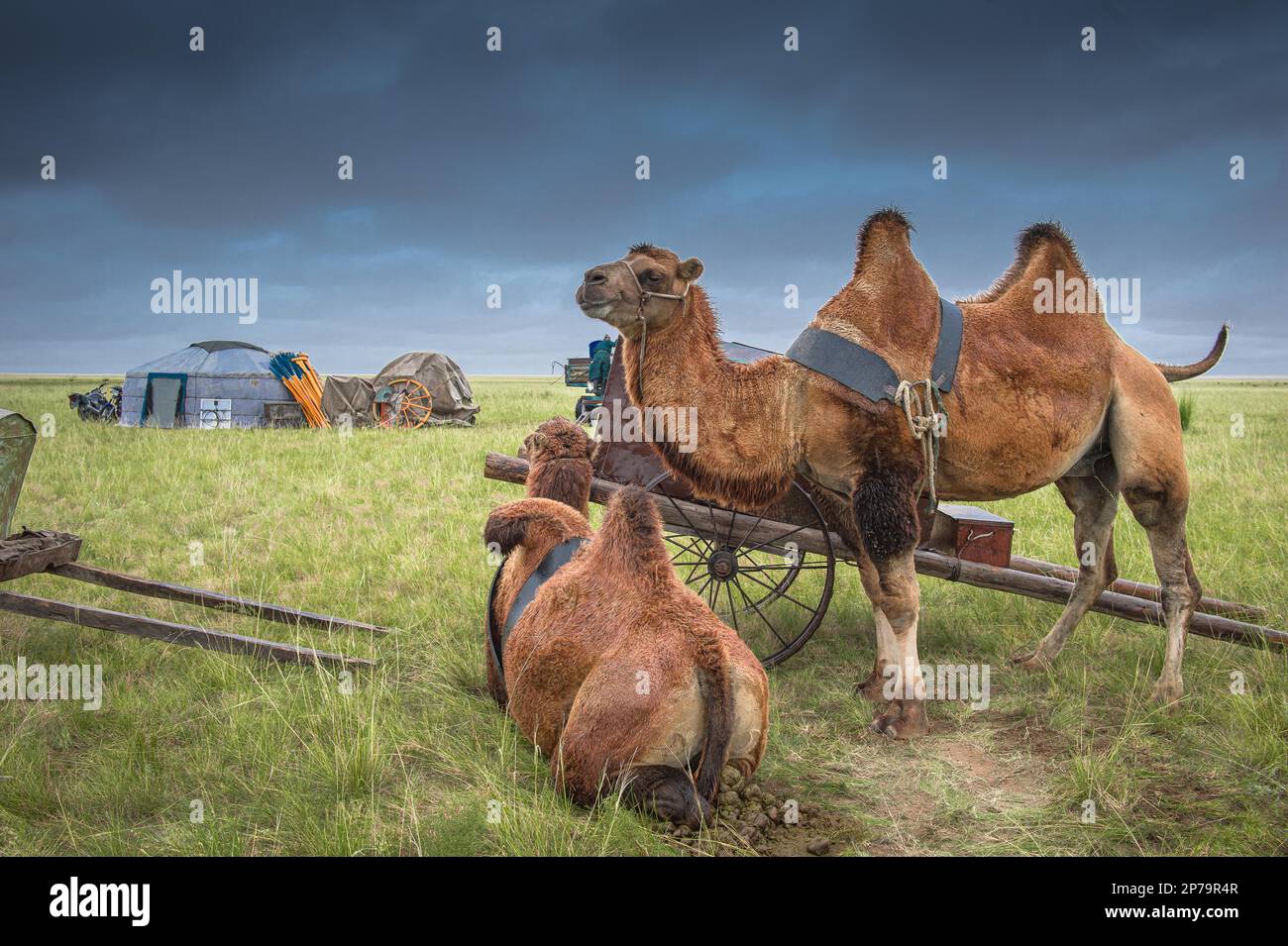 Awaiting the nomadic movement in summer, Dornod Province, Mongolia ...