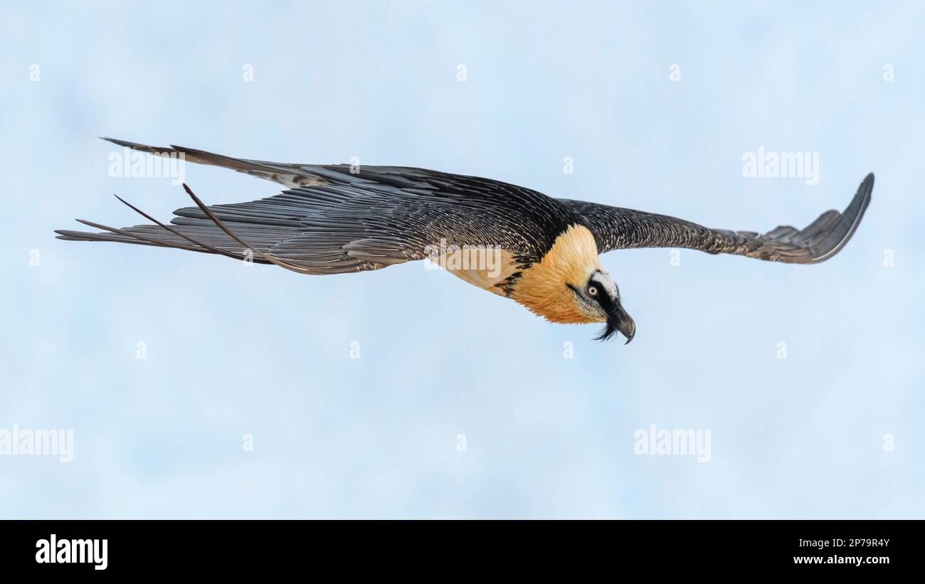 Bearded vulture (Gypaetus barbatus), in flight over a snowfield, Alps ...