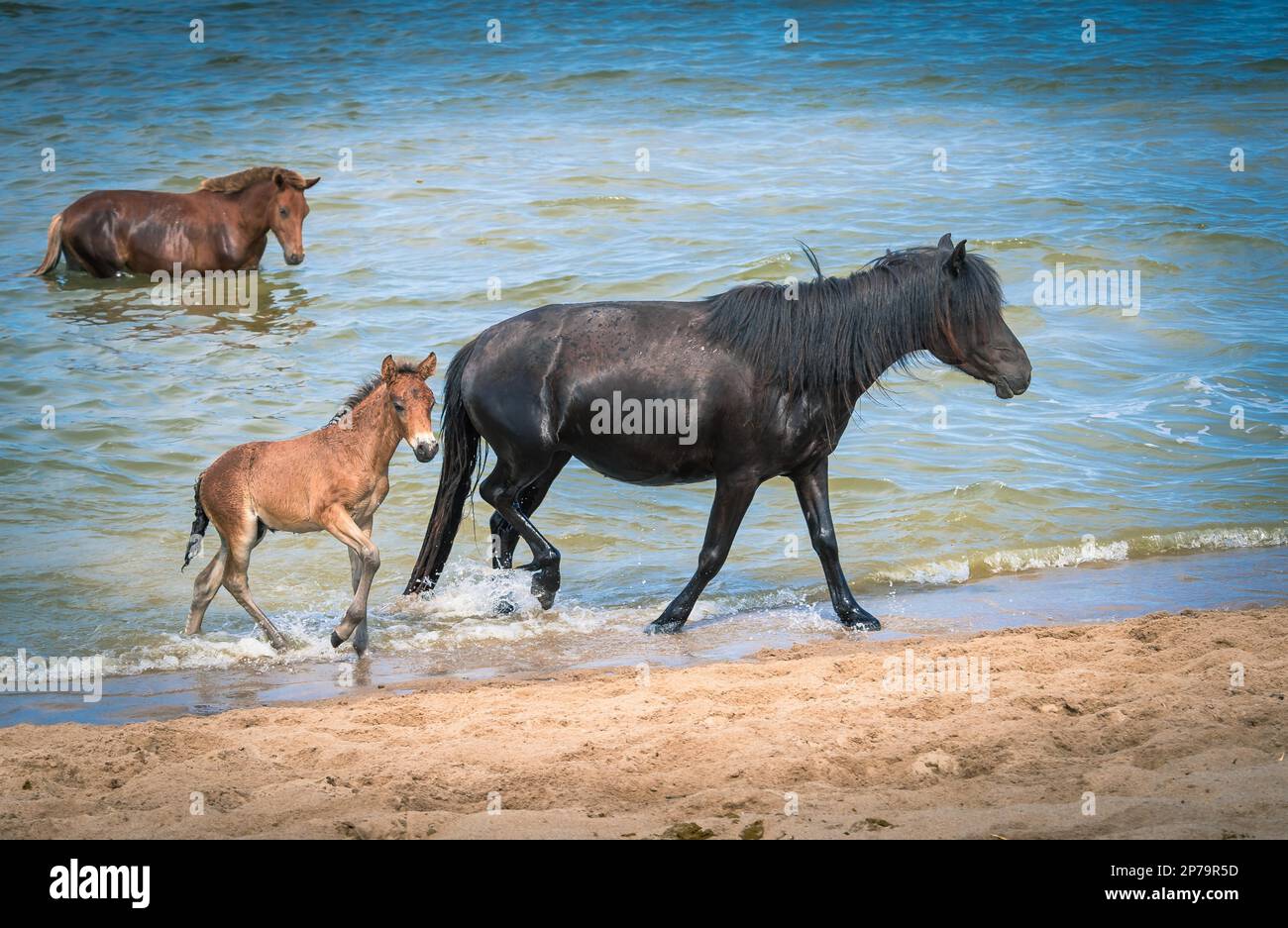 Horse family at Buir Lake. Dornod Province. Mongolia Stock Photo - Alamy