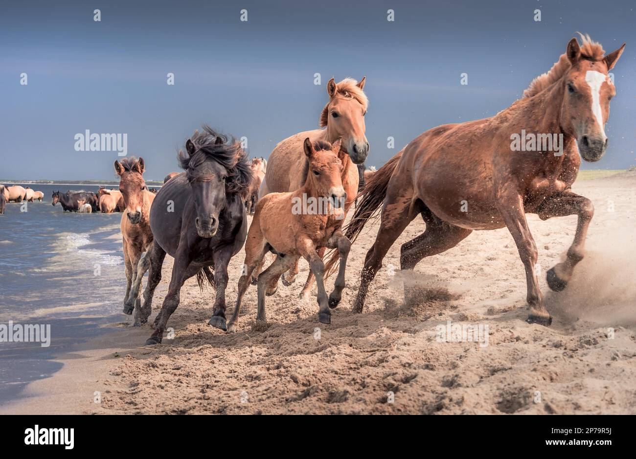 Horses running on the shore of Lake Buir. Dornod Province. Mongolia ...