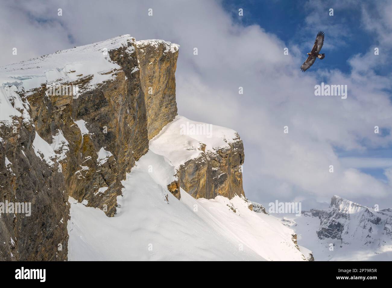 Golden eagle (Aquila chrysaetos), flying over a rocky and snowy landscape in the high mountains ...