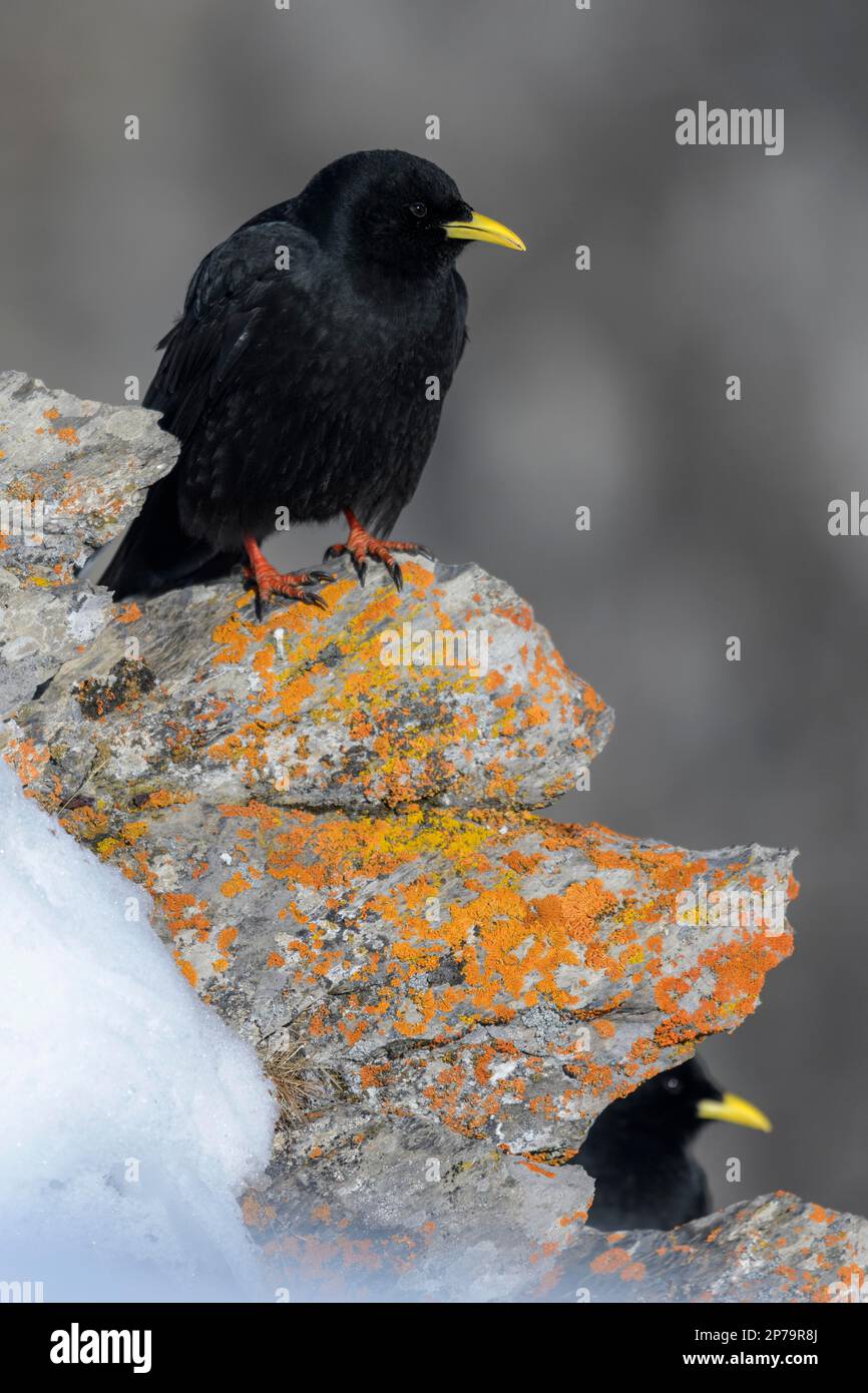 Alpine chough (Pyrrhocorax graculus), on a lichen-covered rock, Valais ...