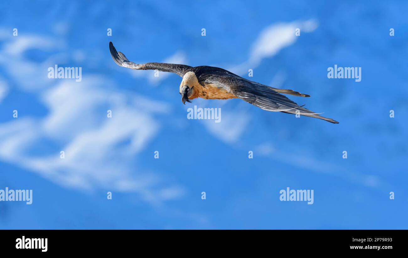Bearded vulture (Gypaetus barbatus), in flight over a high mountain ...
