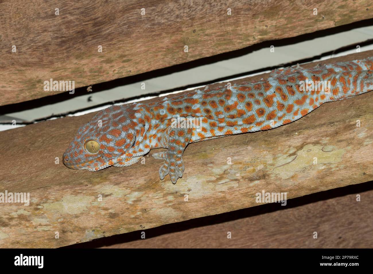Tokay Gecko (Gekko Gecko), Phu Chong Na Yoi Nationalpark, Na Chaluai ...