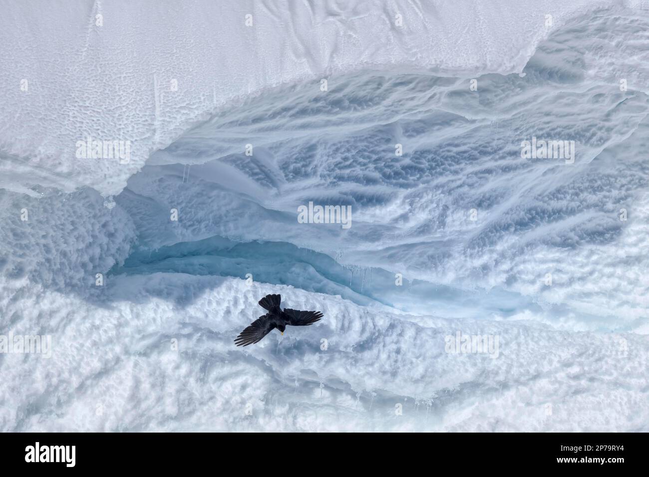 Alpine chough (Pyrrhocorax graculus), flying on a structured snow ...