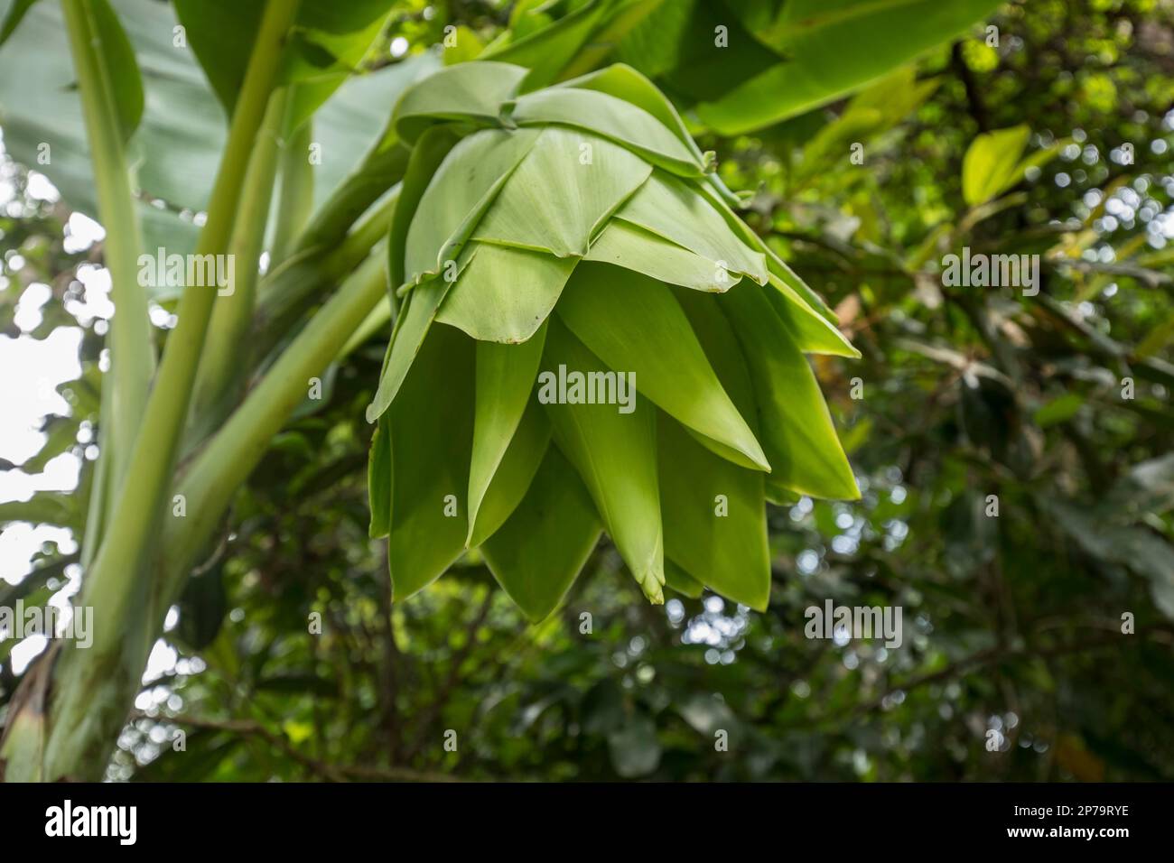 Banana (Musa) flower stall, Phu Chong Na Yoi National Park, Na Chaluai ...