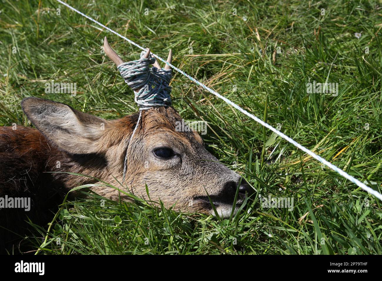 Whitetail Deer Caught On Fence