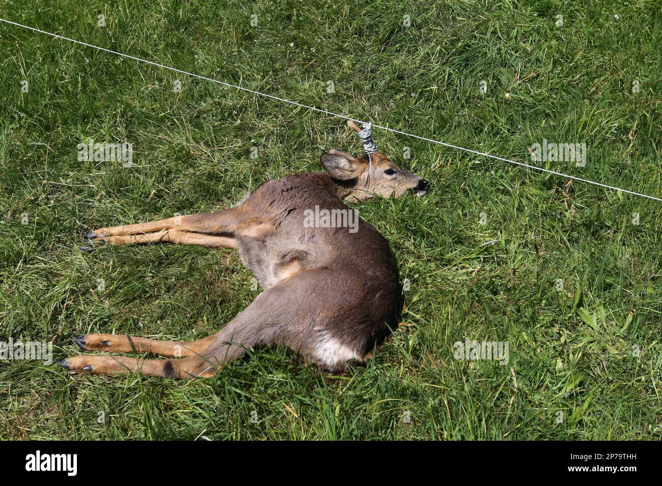Whitetail Deer Caught On Fence