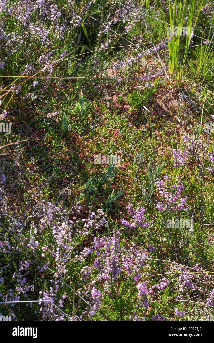 Small cranberry (Vaccinium oxycoccos), growing next to common heather ...