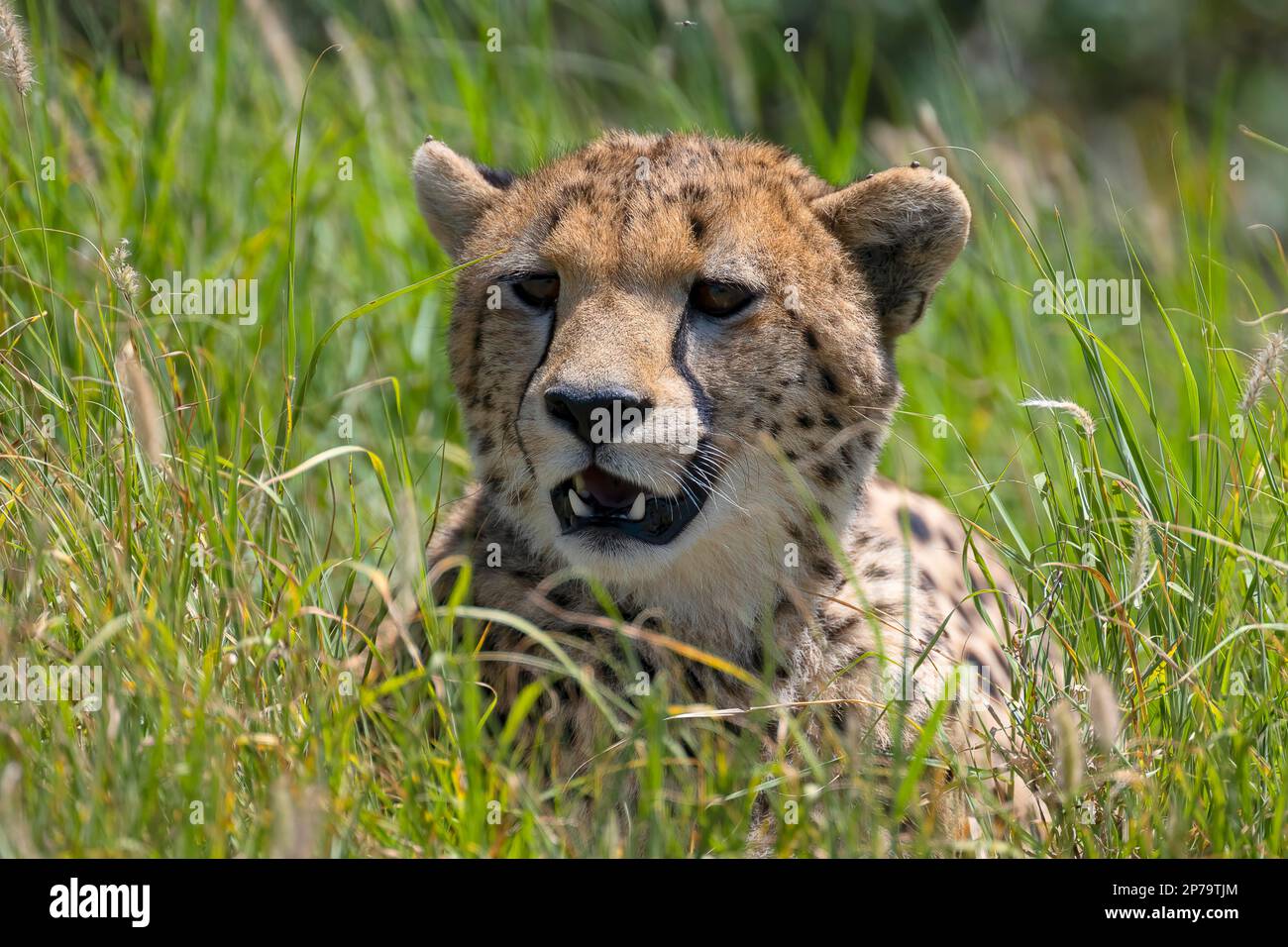 National animal of tanzania hi-res stock photography and images - Alamy