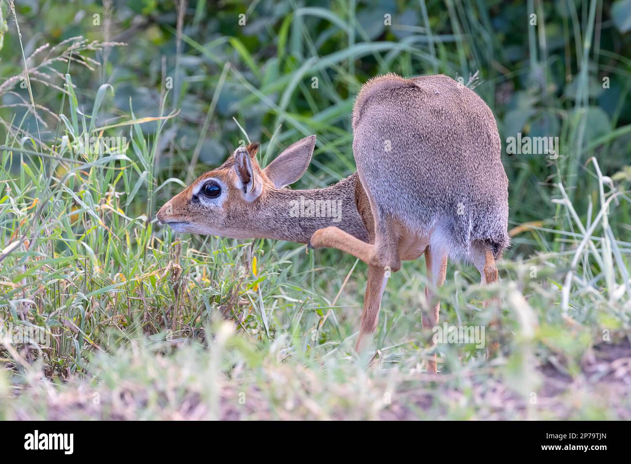 Dik (Madoqua), scratching, Serengeti National Park, Tanzania Stock ...