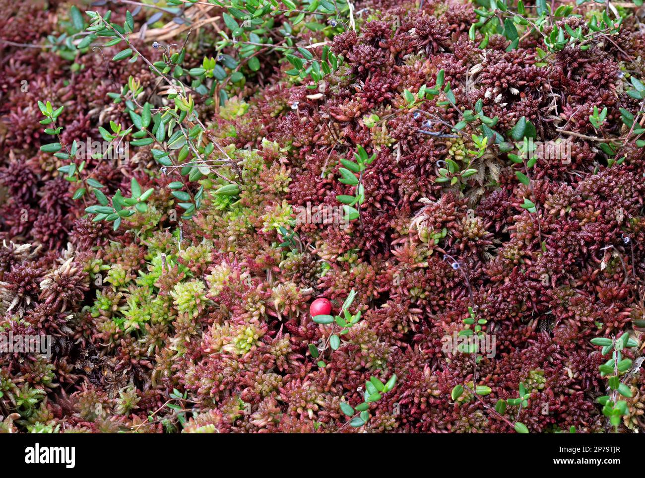 Small cranberry (Vaccinium oxycoccos), ripe fruit lies on peat moss ...