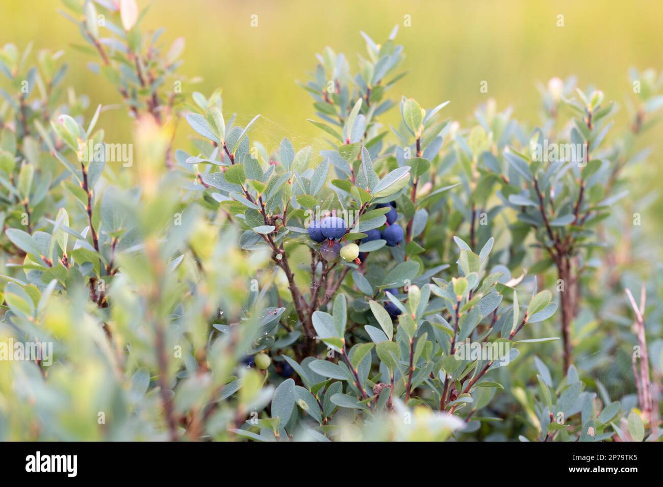 Bog bilberry (Vaccinium uliginosum), ripe berries on plant with spider ...