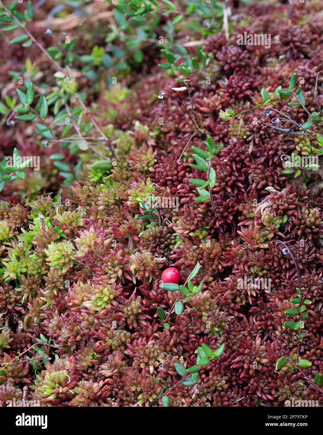 Small cranberry (Vaccinium oxycoccos), ripe fruit lies on peat moss ...