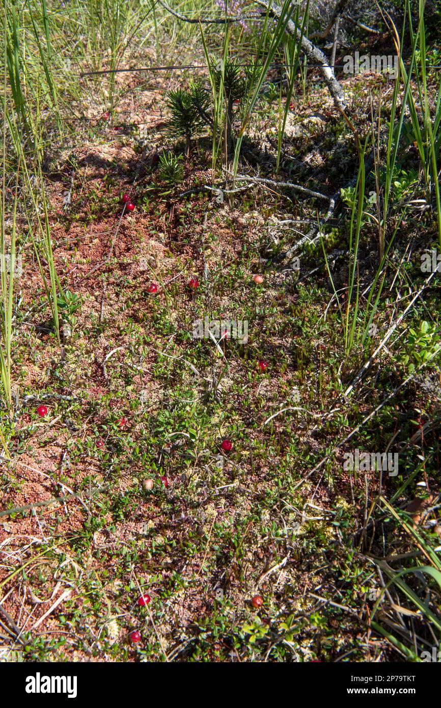 Small cranberry (Vaccinium oxycoccos), ripe fruit on branch above peat ...