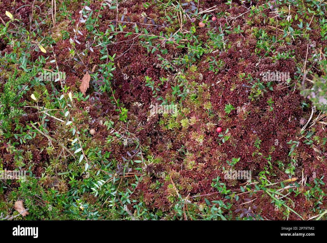 Small cranberry (Vaccinium oxycoccos), ripe fruit lies on peat moss ...