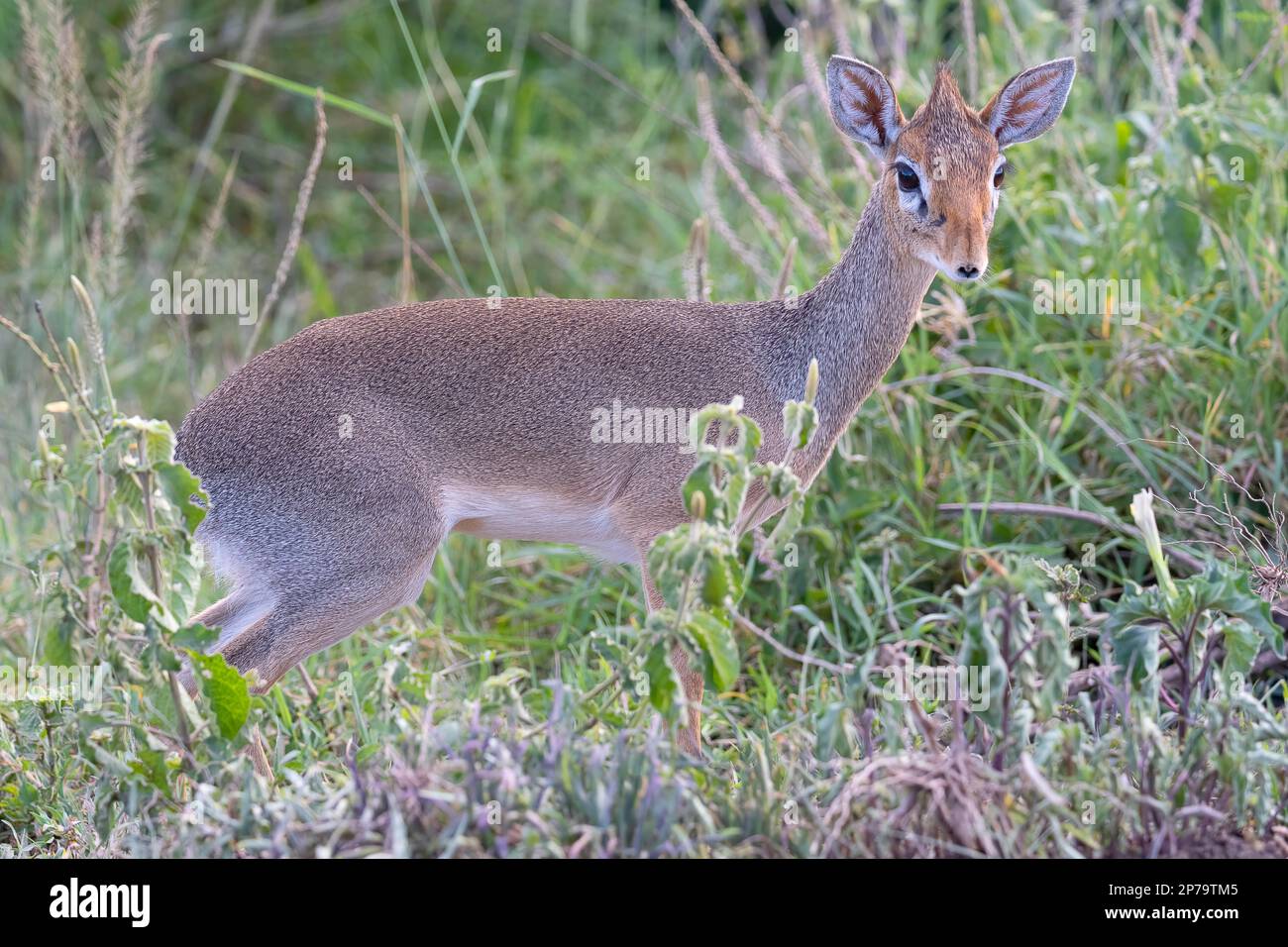Dik (Madoqua), eye contact, Serengeti National Park, Tanzania Stock ...