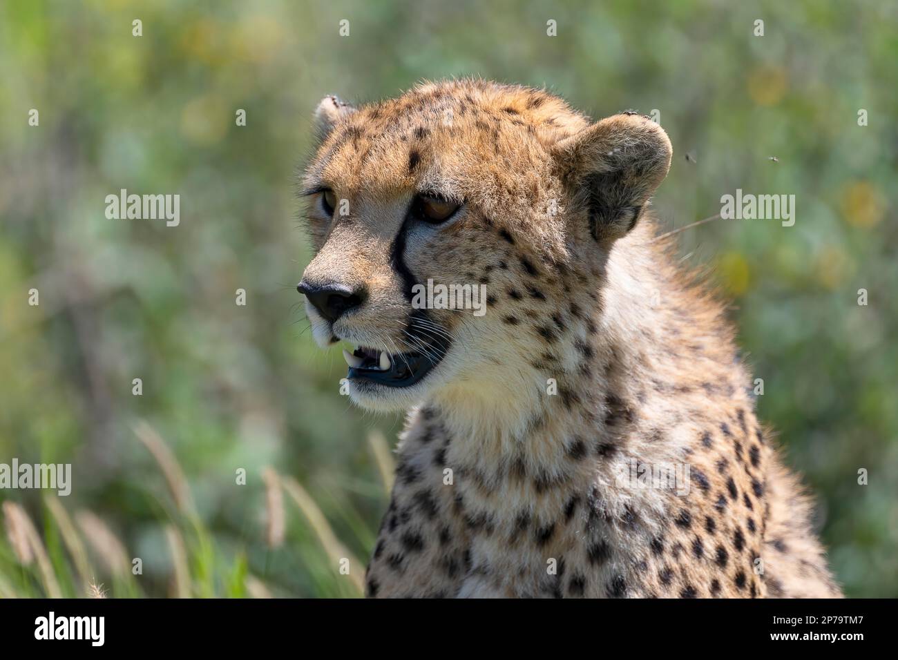 National animal of tanzania hi-res stock photography and images - Alamy