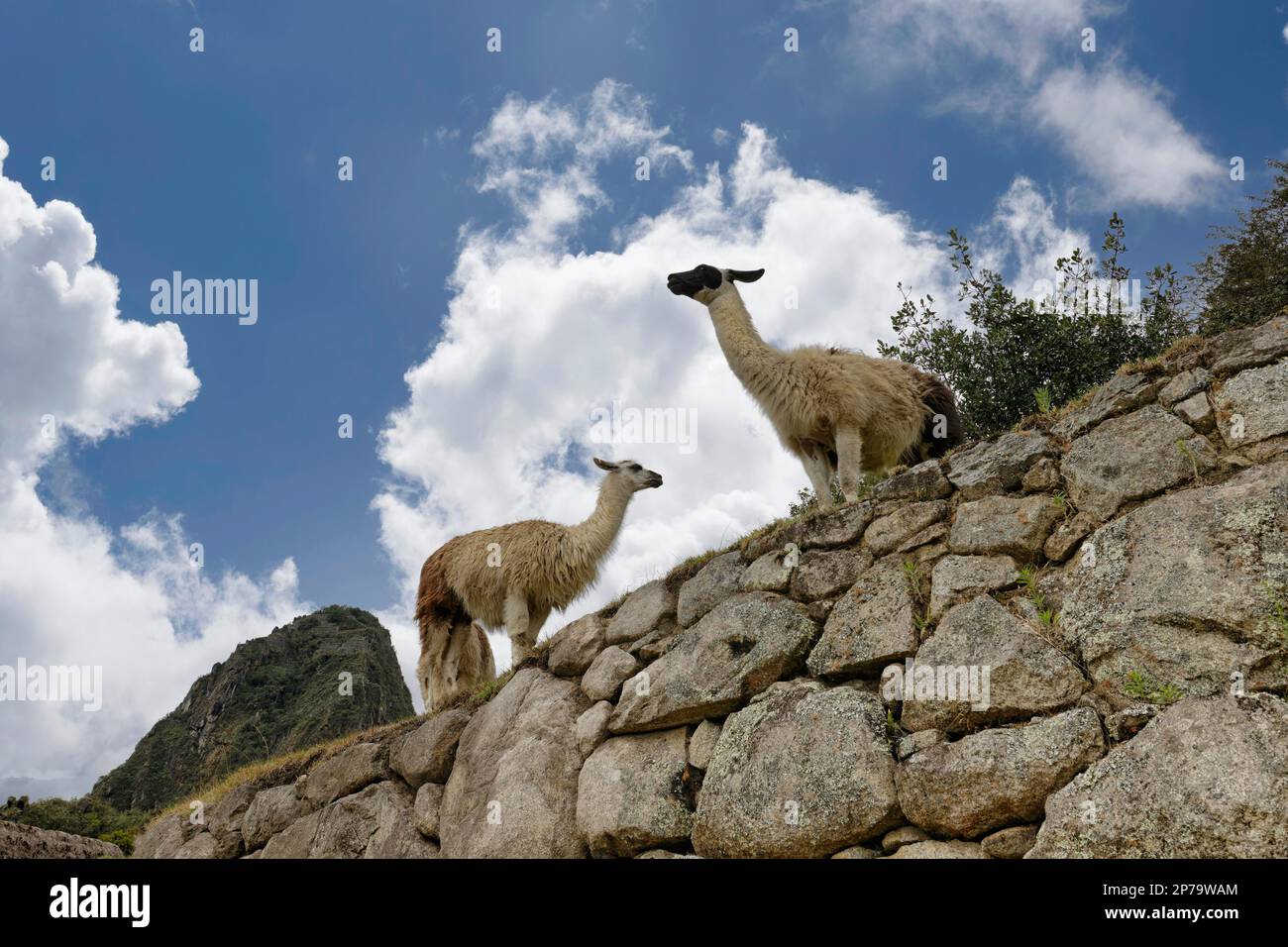 Lamas inca hi-res stock photography and images - Alamy