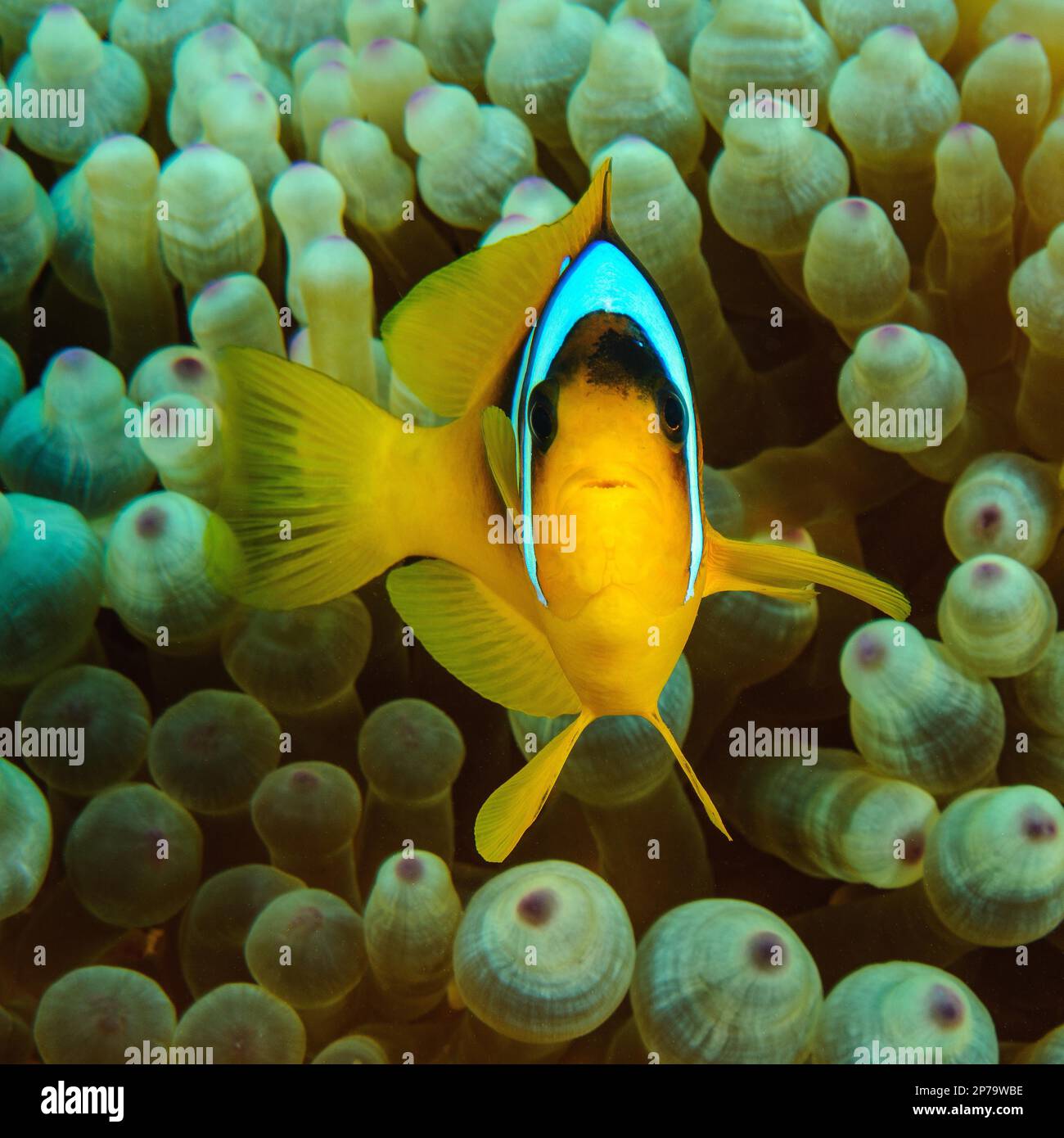 Red sea clownfish (Amphiprion bicinctus) Two-banded anemonefish looks ...