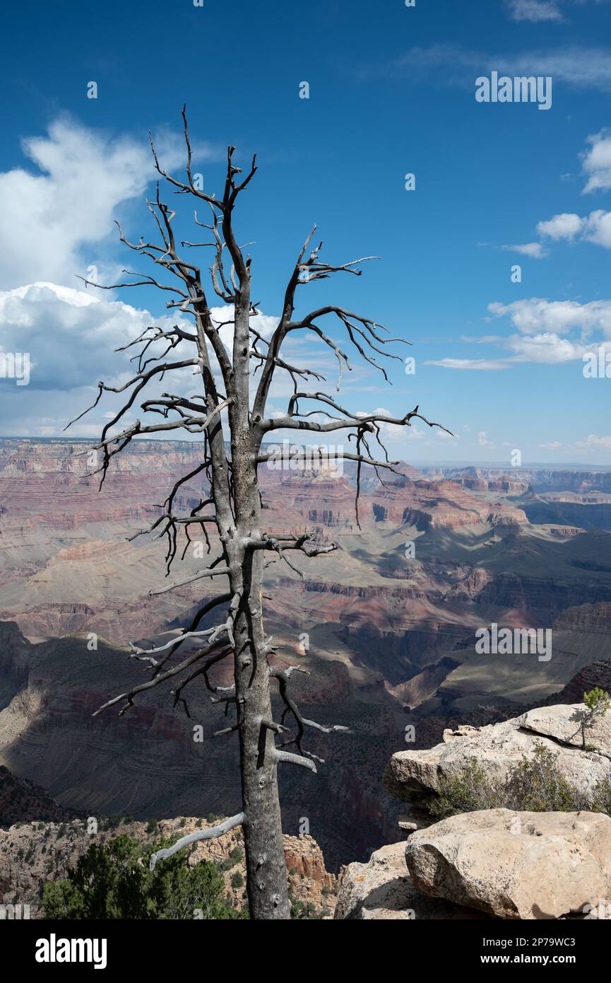 A singular tree perched atop a majestic cliff overlooks a stunning ...